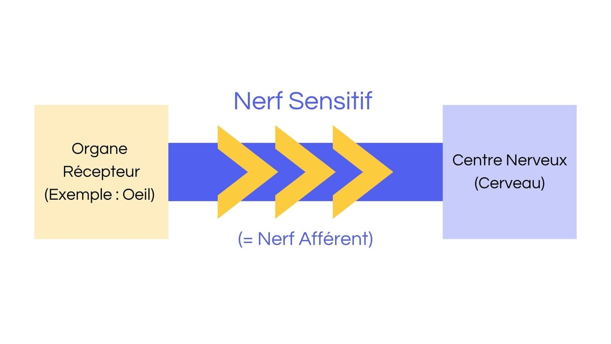 Comment fonctionne notre système nerveux ? | GoStudent | GoStudent Comment fonctionne notre système nerveux ? | GoStudent | GoStudent